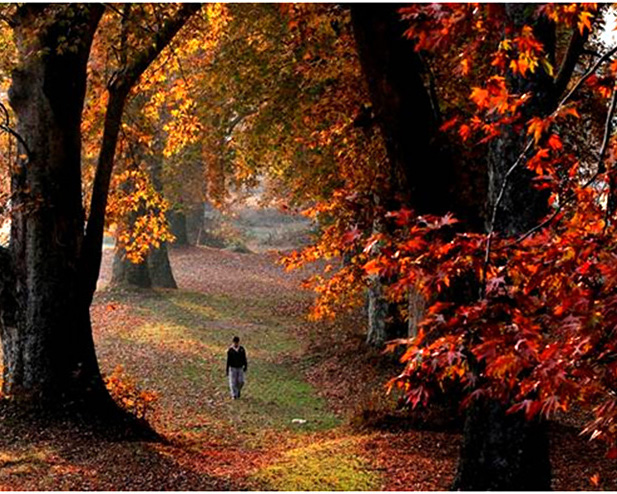 Chinar Leaves Transform Kashmir Valley into a Red Paradise - MyKashmir