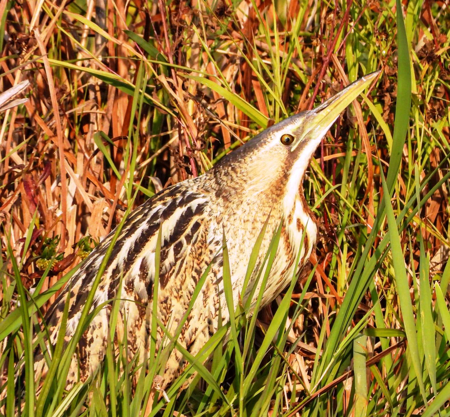 Kashmir's Wetlands Shine with Rare Great Bittern Sighting at Wular Lake ...